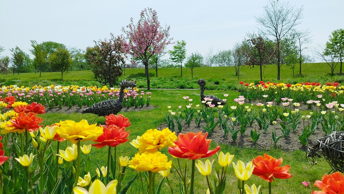 【旭川駅チカ 自然×カフェ】徒歩圏内で癒される北彩都エリアのおすすめ3選 | asatan